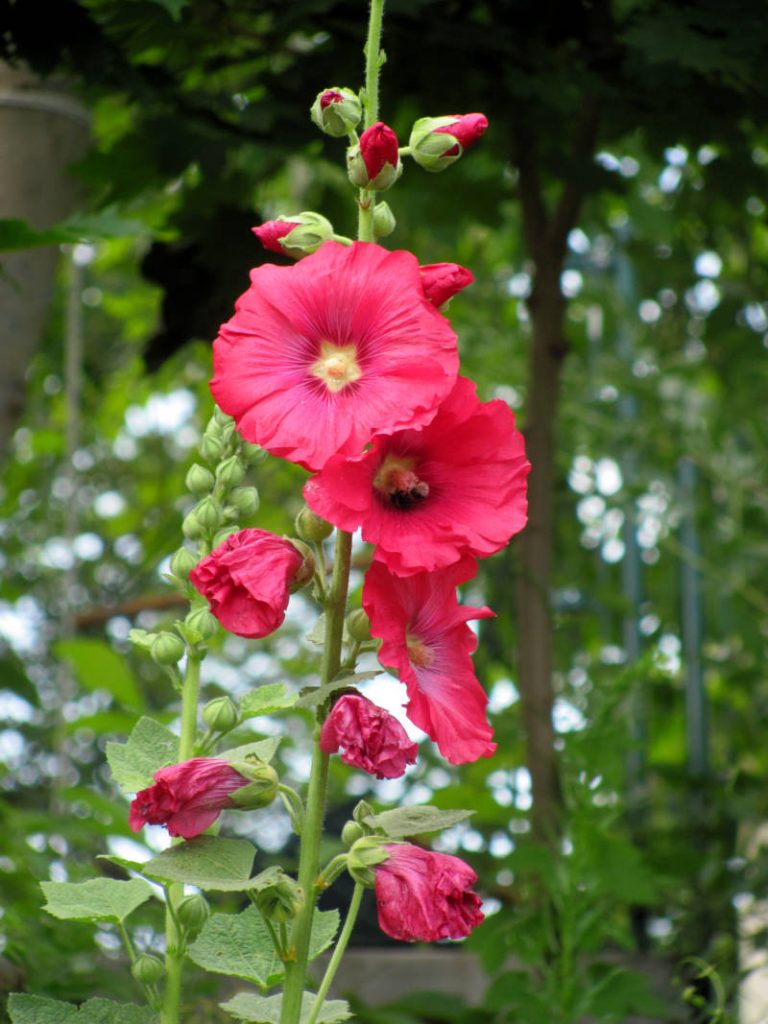 Stockrose - GartenBob der Garten Ratgeber