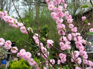 Mandelbaum – Mandelbäumchen – Mandelstrauch - GartenBob der Garten Ratgeber