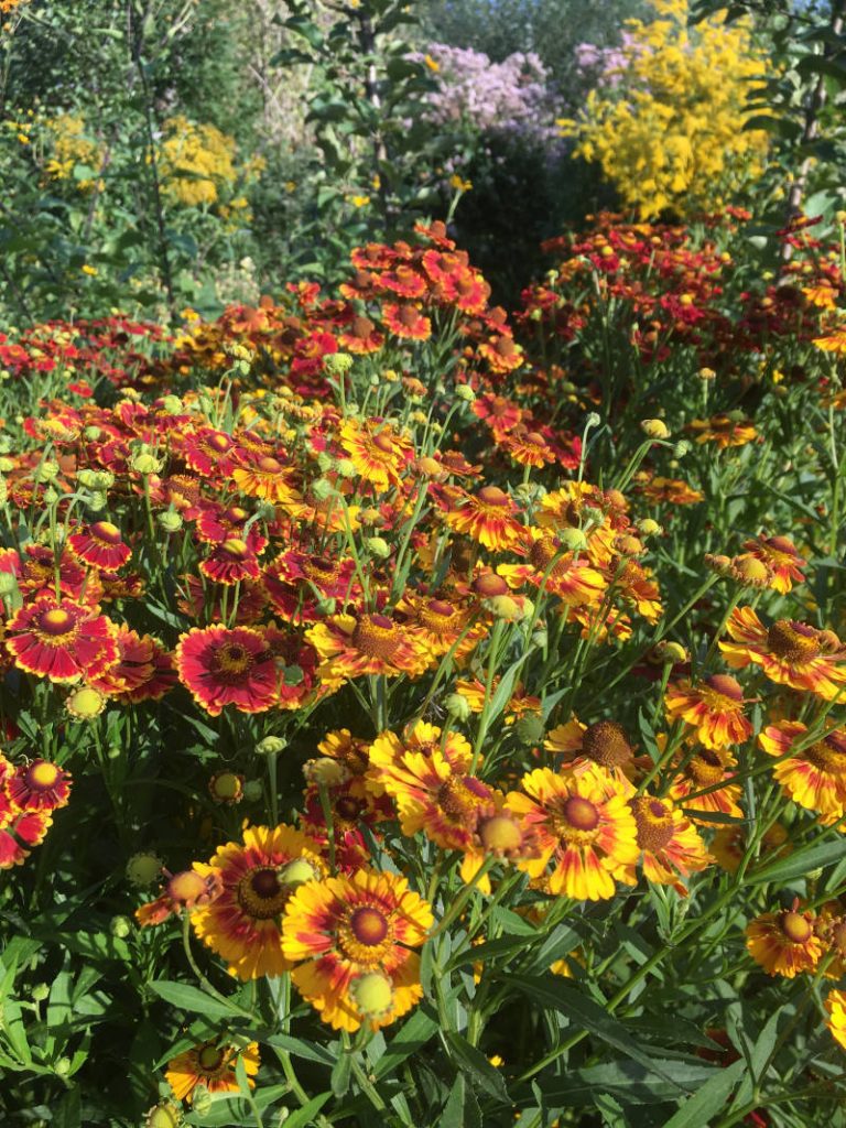Eine Stauden-Rabatte sollte in keinem Garten fehlen - GartenBob der ...