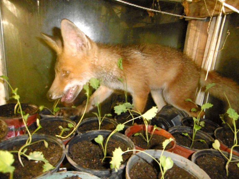 Der Fuchs im Garten - GartenBob der Garten Ratgeber