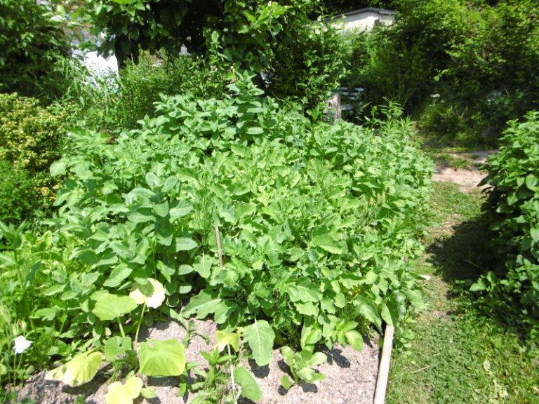 Ewiger Kohl, Brassica oleracea var. ramosa - GartenBob der Garten Ratgeber
