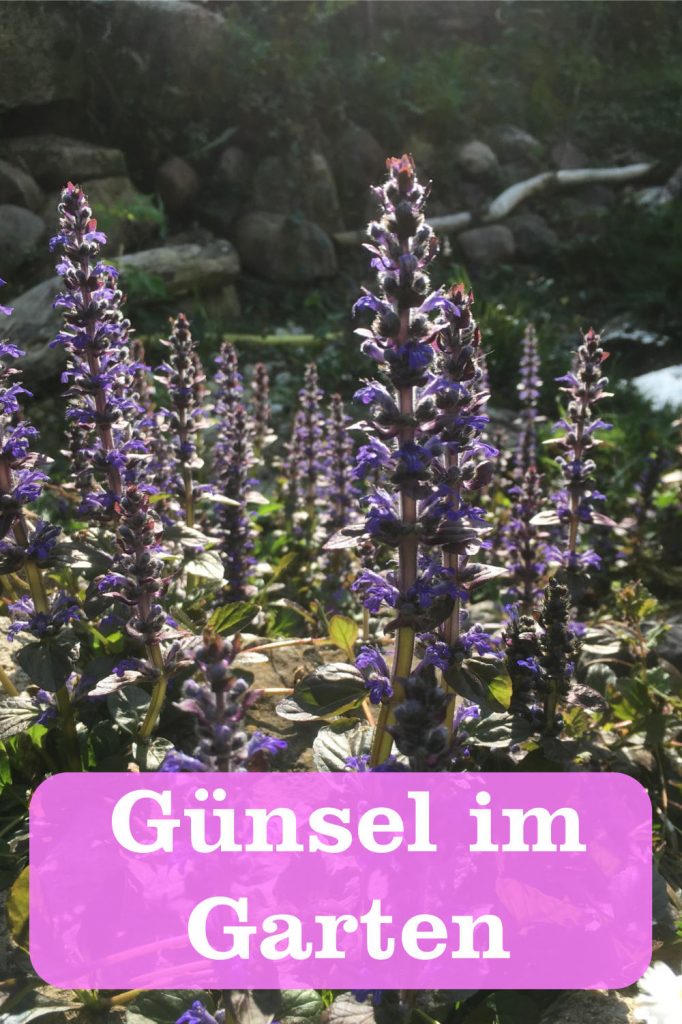 Günsel im Garten - GartenBob der Garten Ratgeber