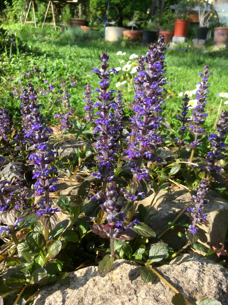 Günsel im Garten - GartenBob der Garten Ratgeber