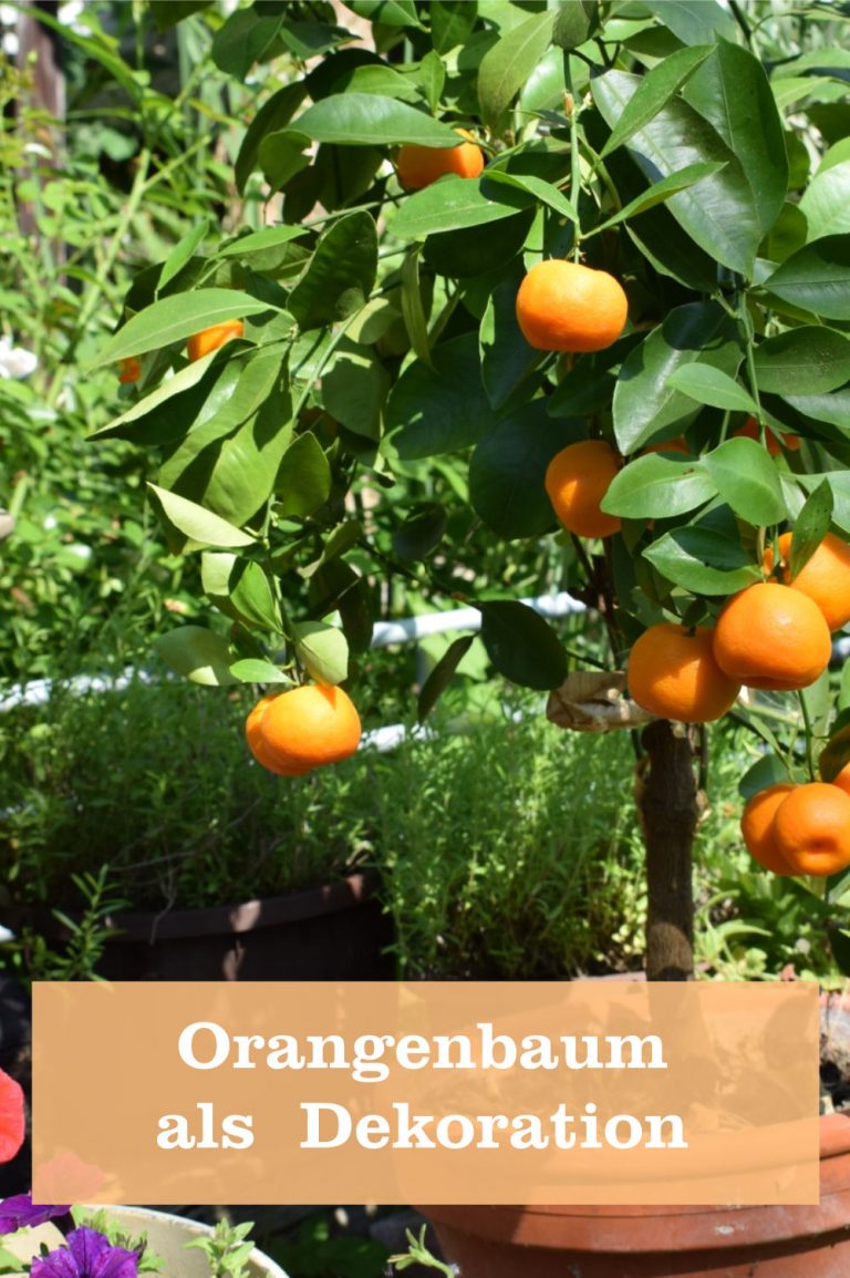 Zitrusbaum mit Früchten passt als Dekoration zu allen Pflanzen ...