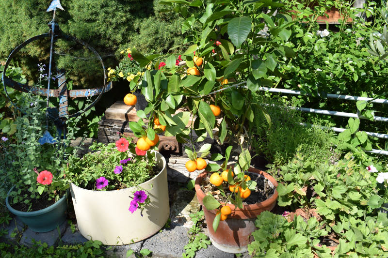 Zitrusbaum mit Früchten passt als Dekoration zu allen Pflanzen ...