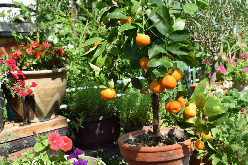 Zitrusbaum mit Früchten passt als Dekoration zu allen Pflanzen ...